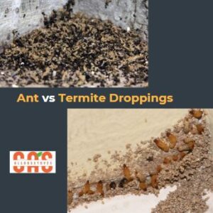 Ant Droppings vs Termite Droppings: Find Top 3 Differences